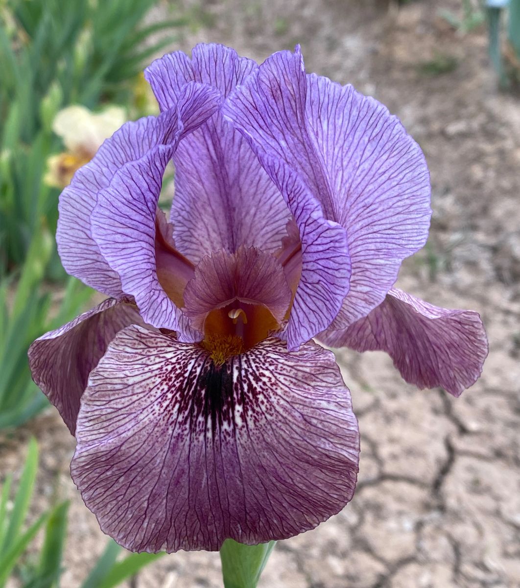 Pecos Valley - AB (OGB-) 2025